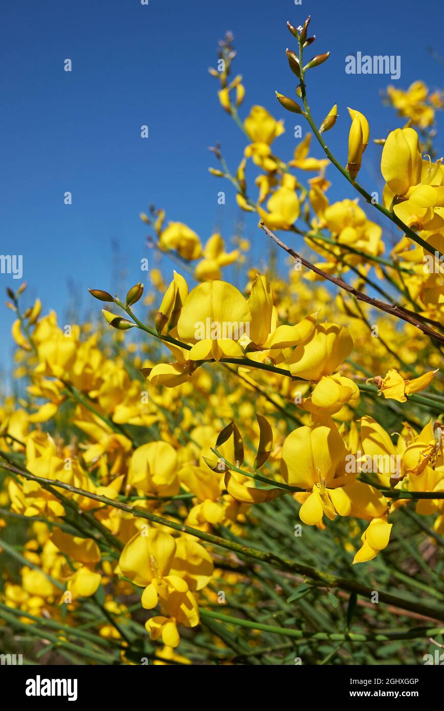 Spanish broom spartium junceum yellow scented fragrant shrub hi-res ...
