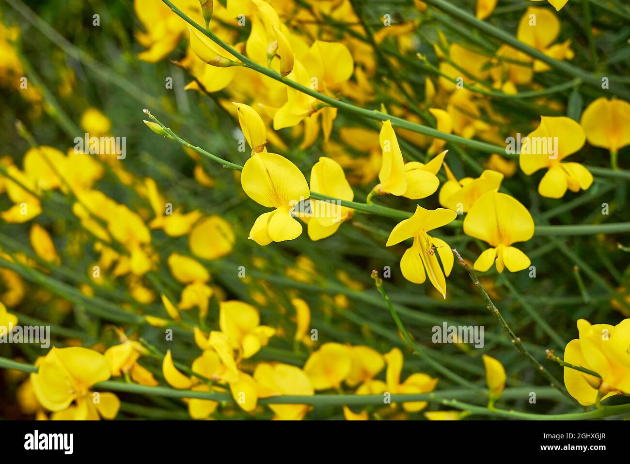 Spartium junceum yellow blossom and fresh fruit Stock Photo - Alamy