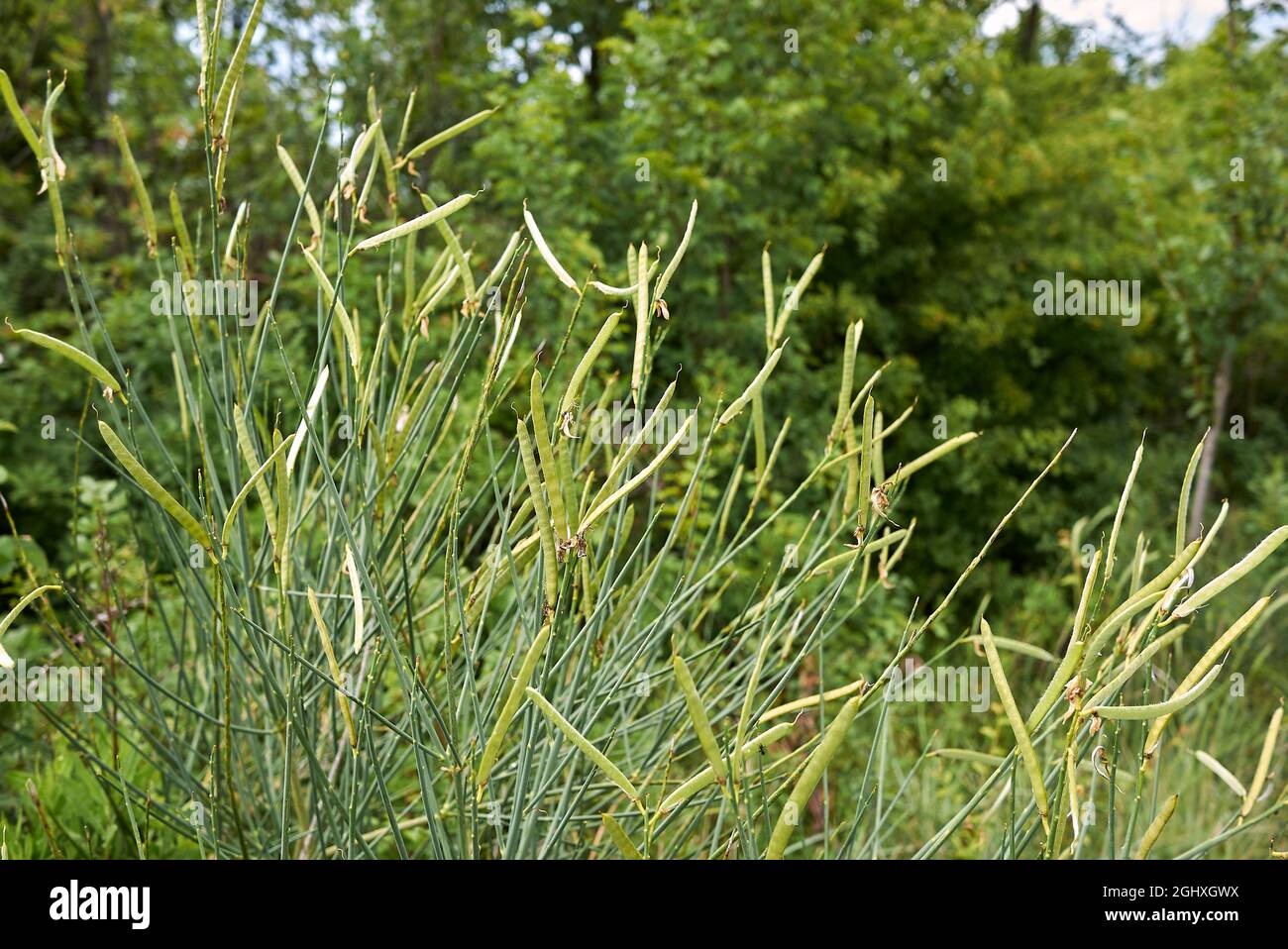 Spartium junceum yellow blossom and fresh fruit Stock Photo - Alamy