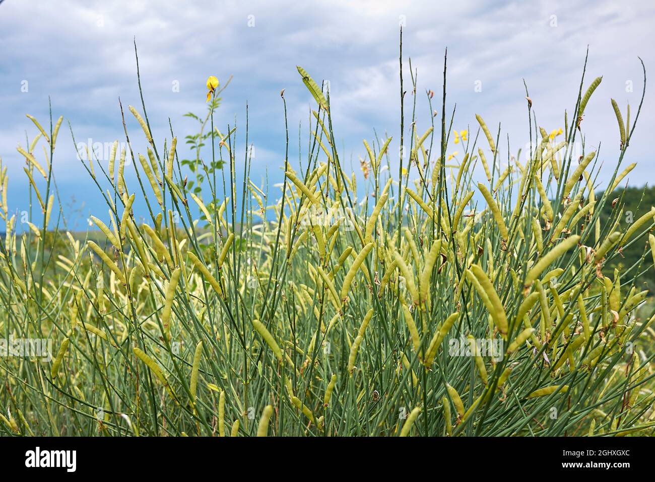 Spartium junceum yellow blossom and fresh fruit Stock Photo - Alamy