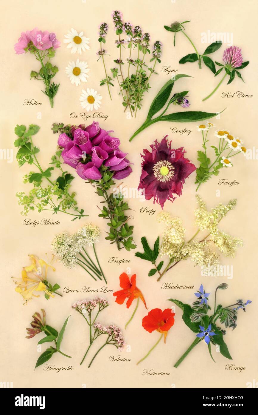 Plant descriptions hi-res stock photography and images - Alamy