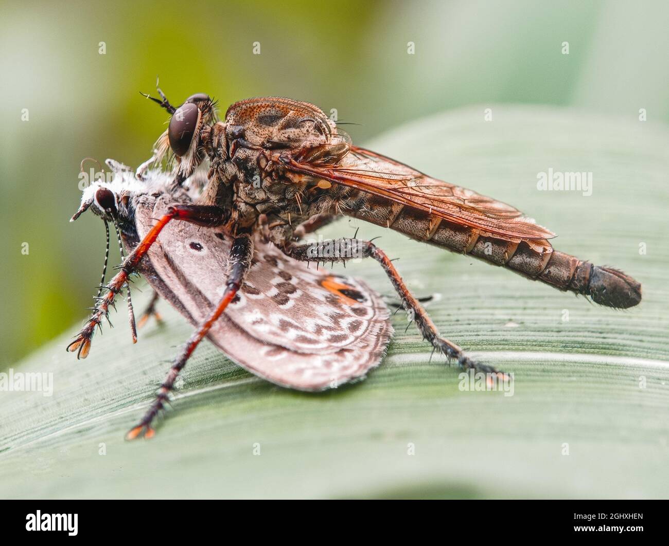 Robber fly beetle hi-res stock photography and images - Alamy