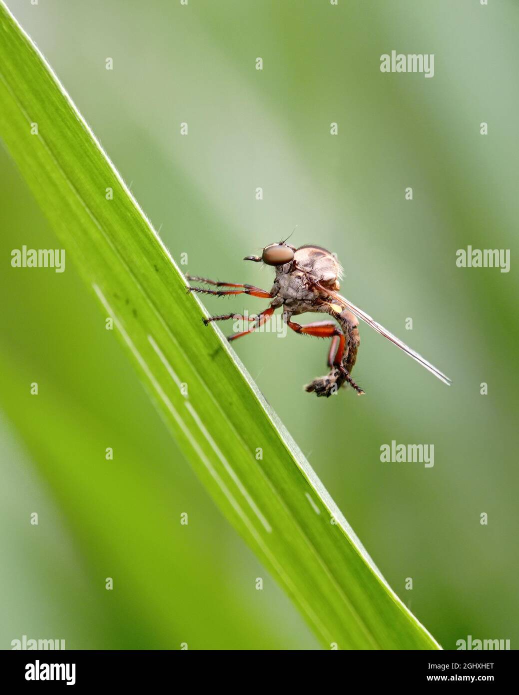 Macro of a robber fly on a green leaf Stock Photo - Alamy