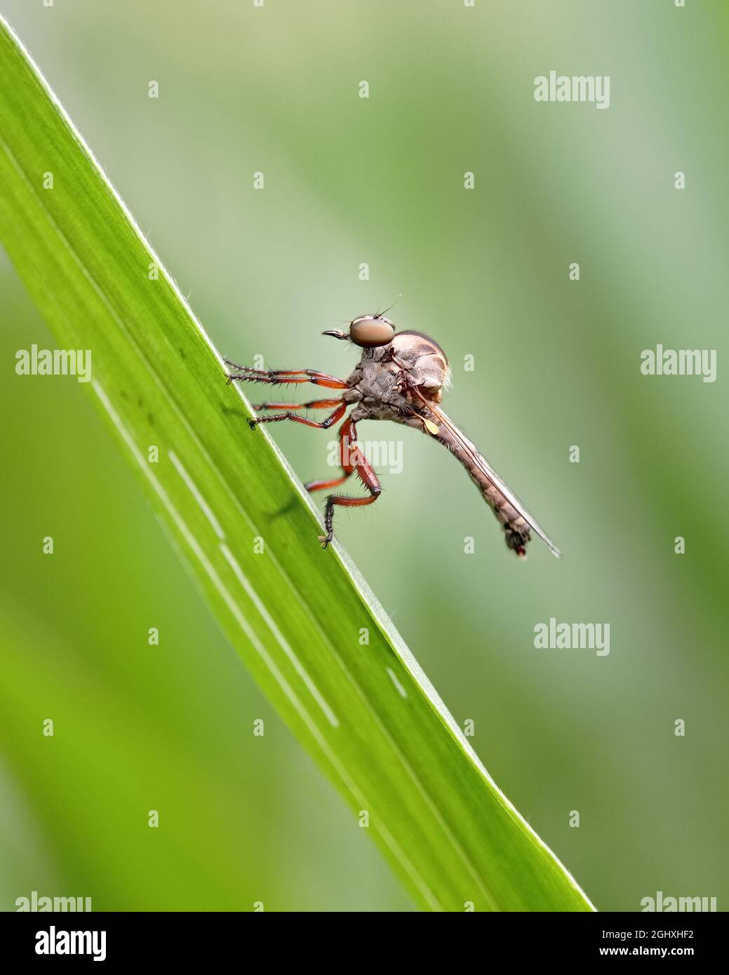 Robber fly beetle hi-res stock photography and images - Alamy