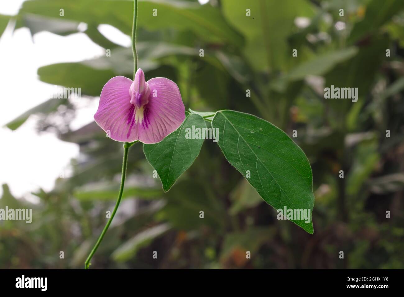 Flowers with the Papilionoideae family also known as clitoria, with a ...