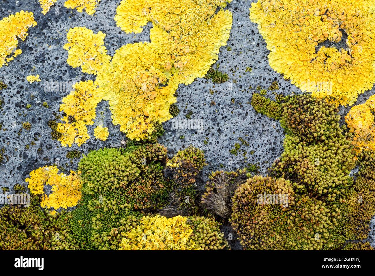 Yellow maritime sunburst lichen, Xanthoria parietina, is a leafy ...