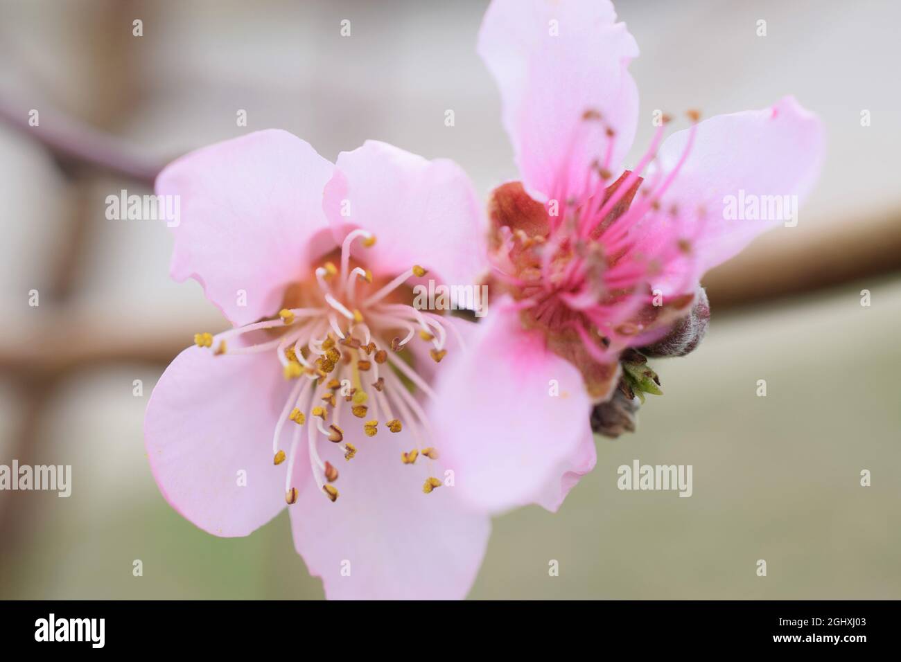 Peach Tree Blossoms Stock Photo - Alamy