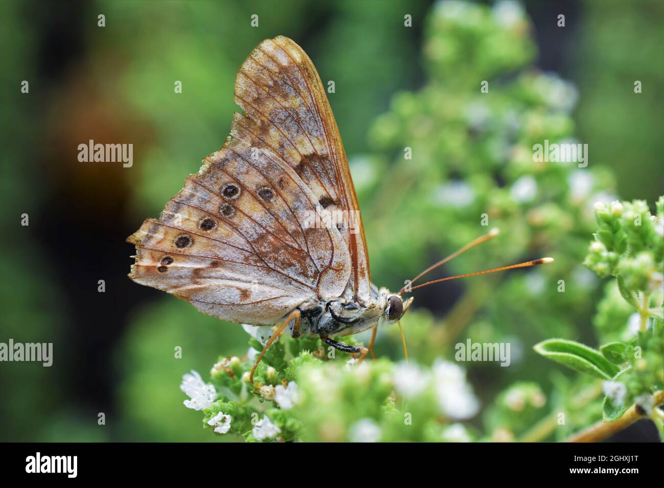 Insect pollinating mint hi-res stock photography and images - Alamy