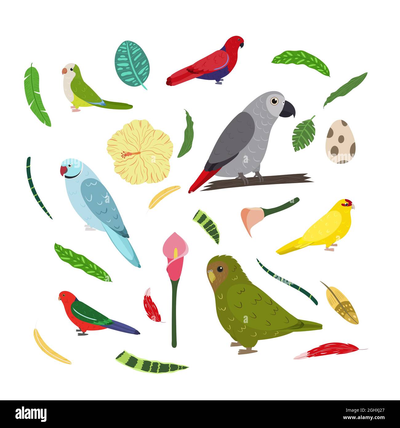 Design template with parrots in square for kid print. Rectangle ...