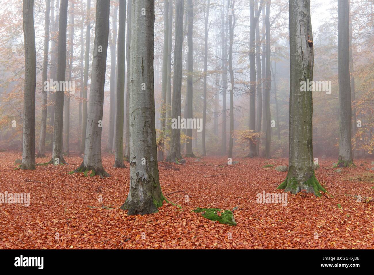 Beechwood Voderady - large beech forest with rare species of plants and ...