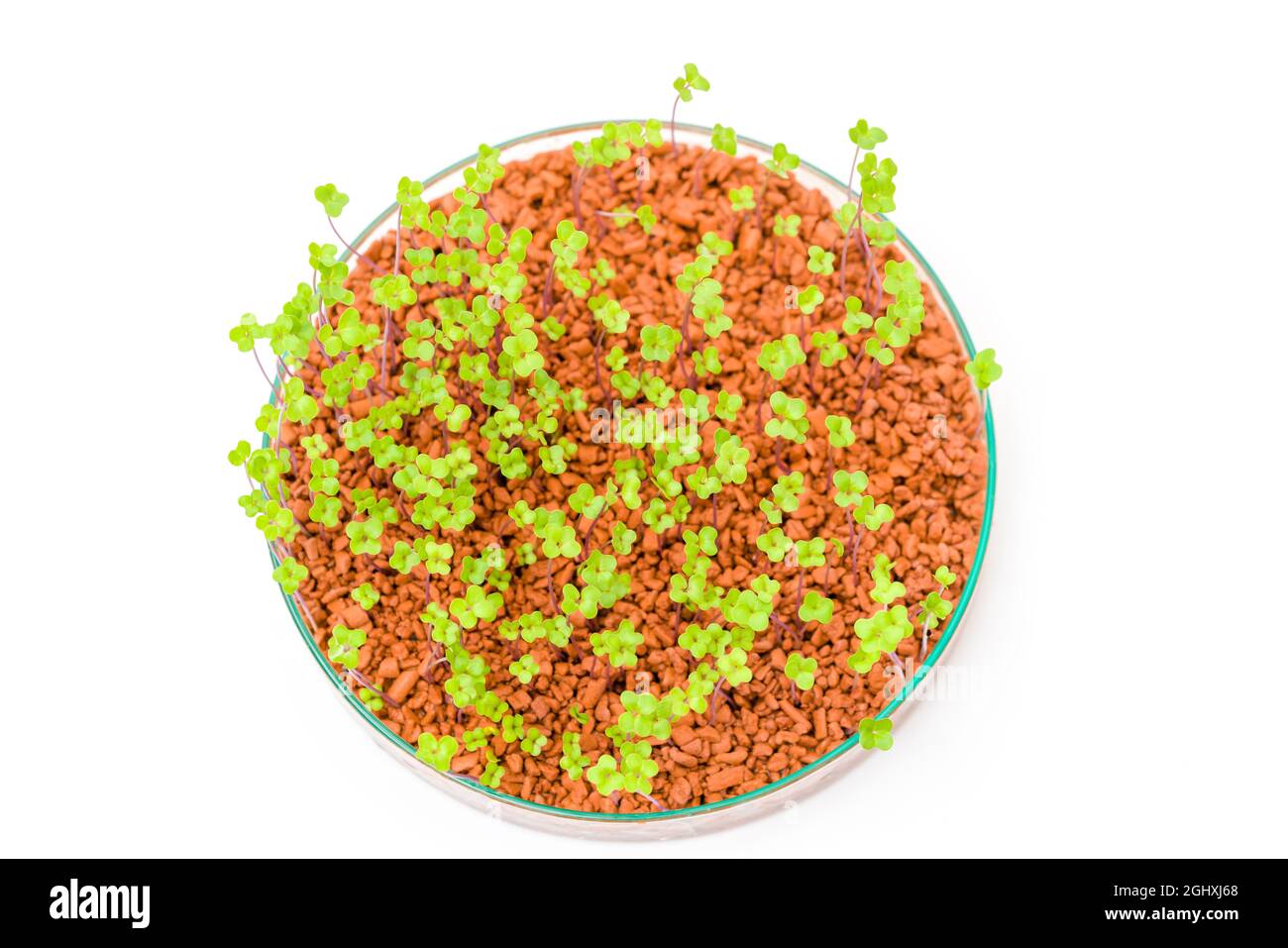 Vegetable plants growing Cut Out Stock Images & Pictures - Alamy