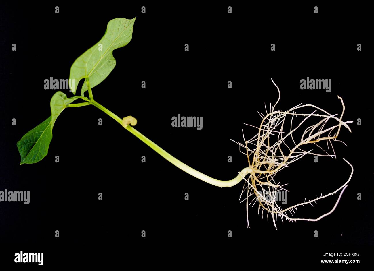 Plant with green leaves and roots on a black background Stock Photo - Alamy