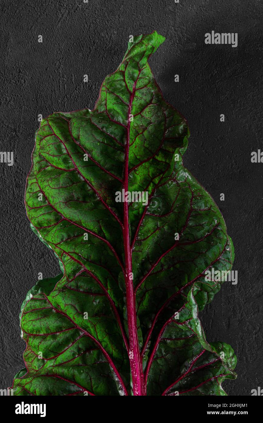 Fresh mangold salad leaf on black background.. plant texture. artistic ...