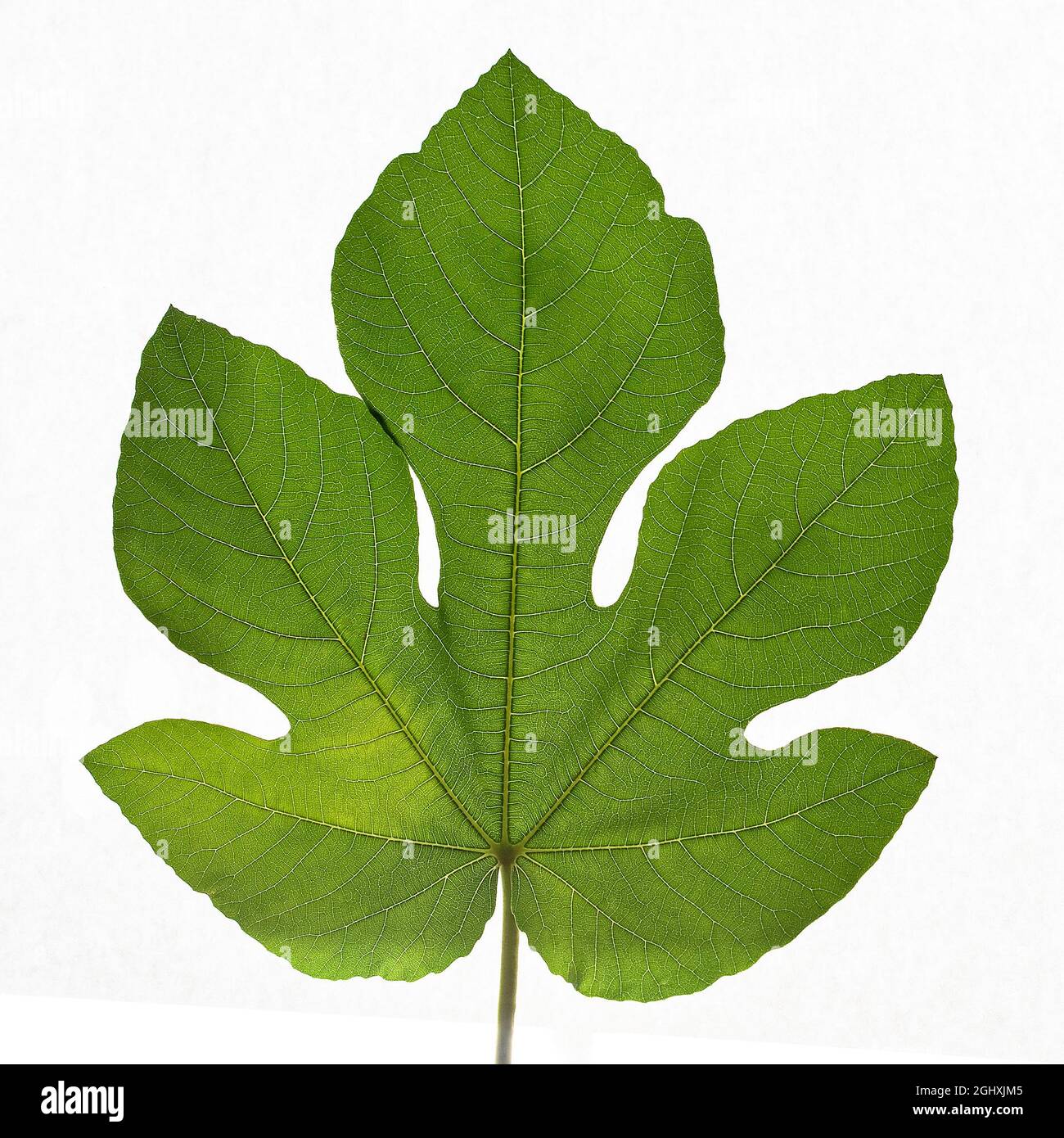 Leaves of a green fig tree Cut Out Stock Images & Pictures - Alamy