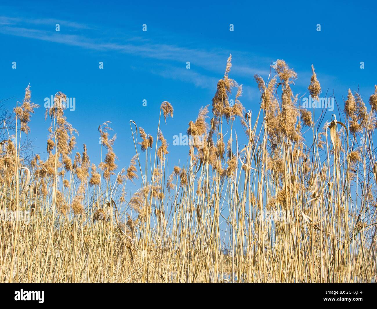 Low angle shot of dry grass in the field under the clear blue sky Stock ...