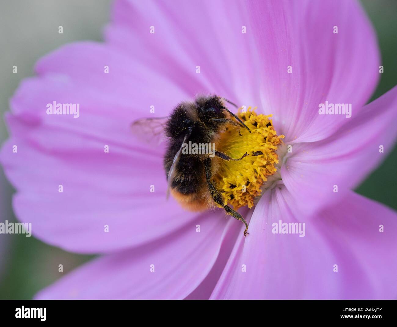 Bee like insect flower hi-res stock photography and images - Alamy