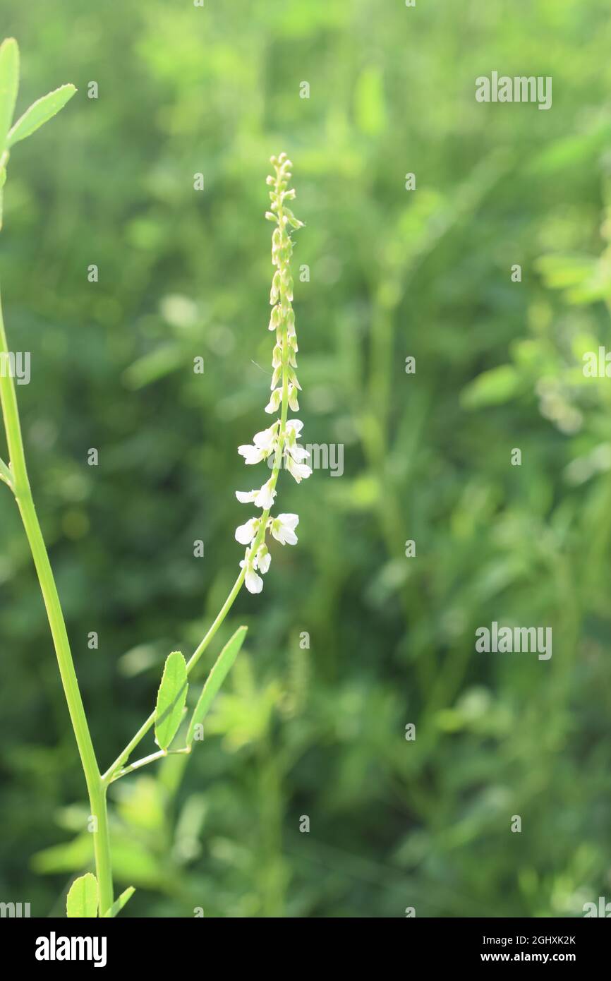 Tall clover hi-res stock photography and images - Alamy