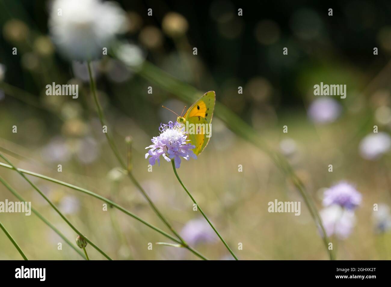 Colias hyale, the pale clouded yellow, is a butterfly of the family ...