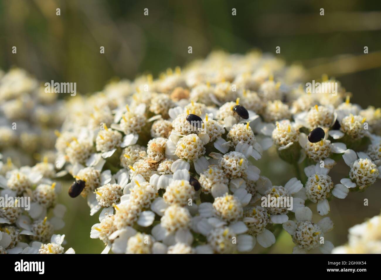 Micro wildflowers hi-res stock photography and images - Alamy