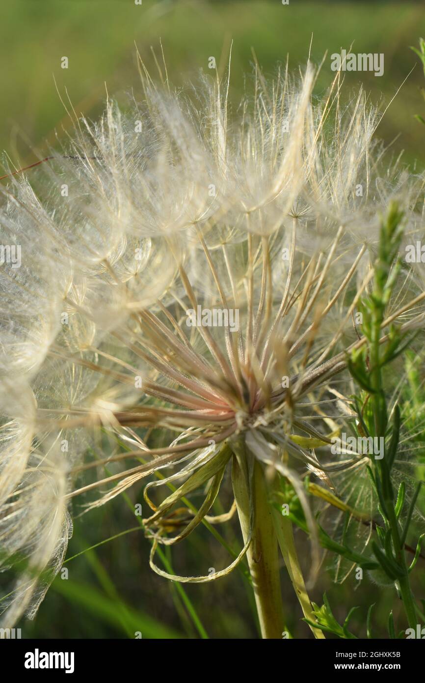 Goat's Beard Seed Head Stock Photo - Alamy