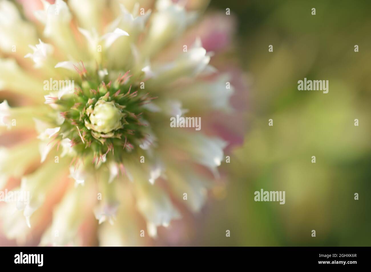Arrow Leaf Clover Stock Photo - Alamy
