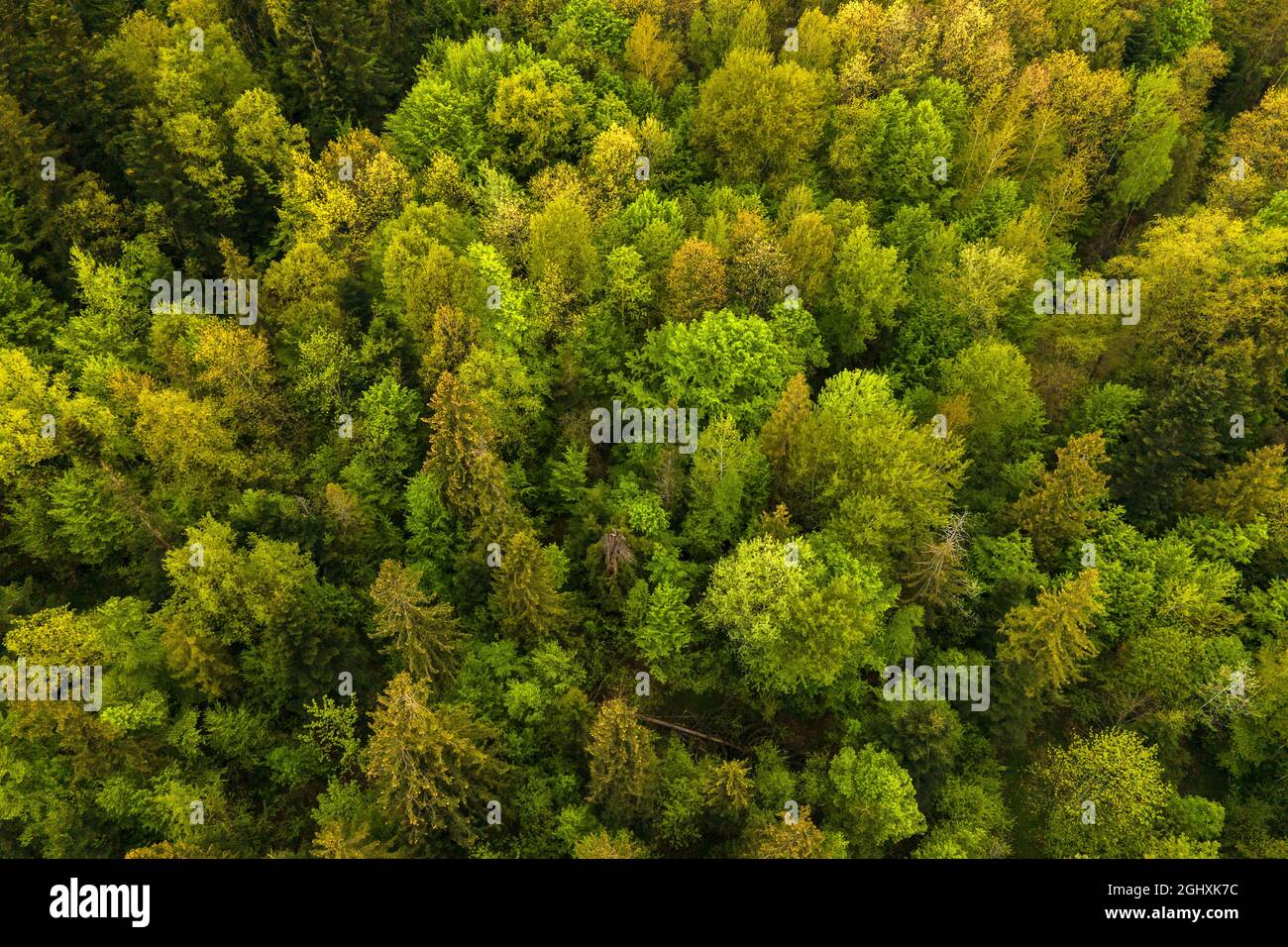 Epic natural forest trees aerial hi-res stock photography and images ...