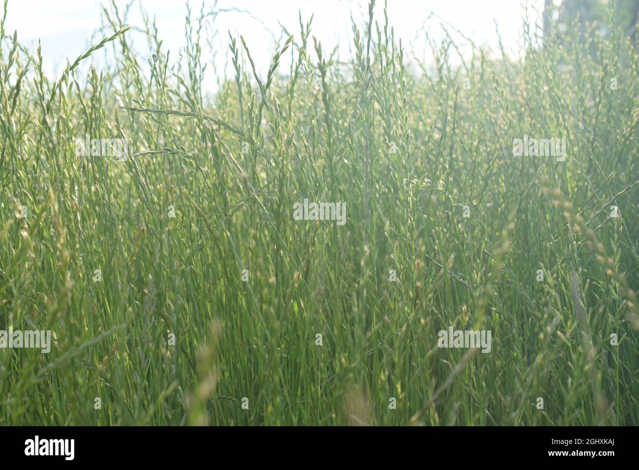 Rye grass hi-res stock photography and images - Alamy