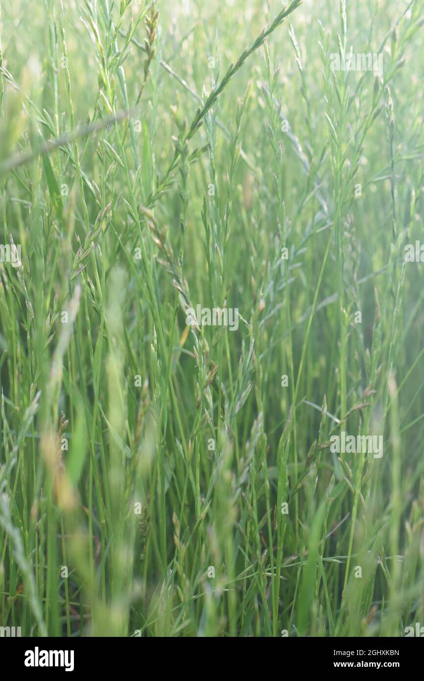 Rye grass hi-res stock photography and images - Alamy