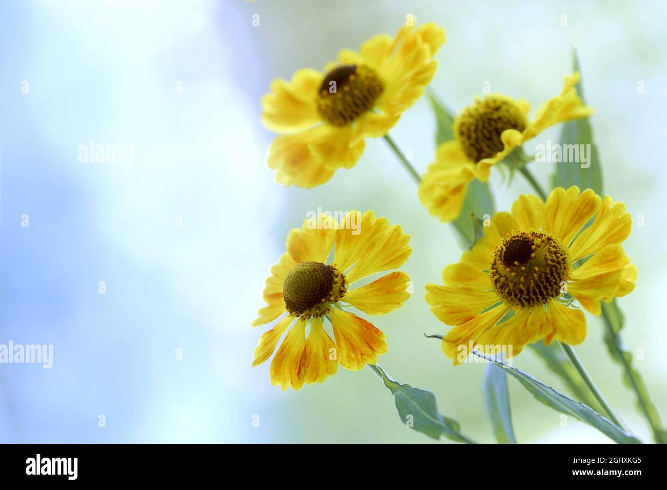 Macro flowers, yellow "Helenium" on a blurry background Stock Photo - Alamy