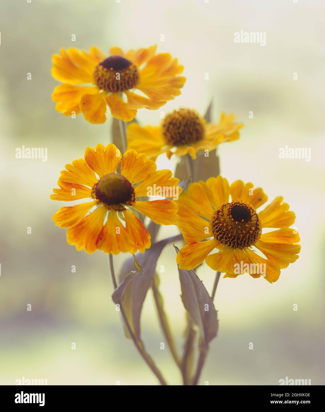 Macro flowers, yellow "Helenium" on a blurry background Stock Photo - Alamy