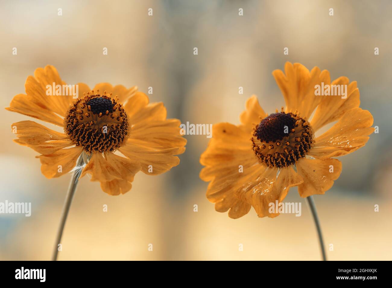 Macro flowers, yellow "Helenium" on a blurry background Stock Photo - Alamy