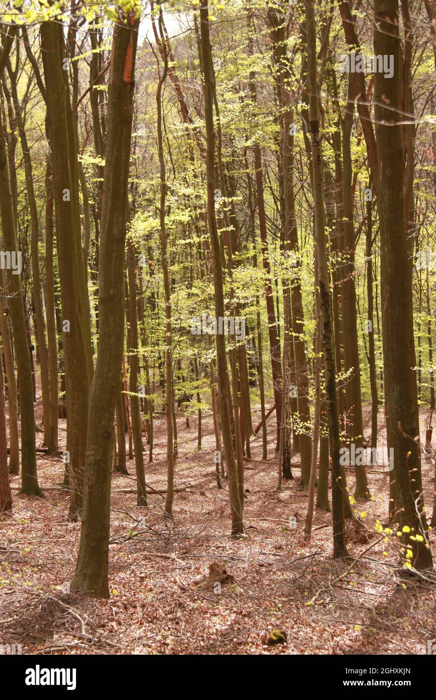 Trees in the german forest Spessart Stock Photo - Alamy
