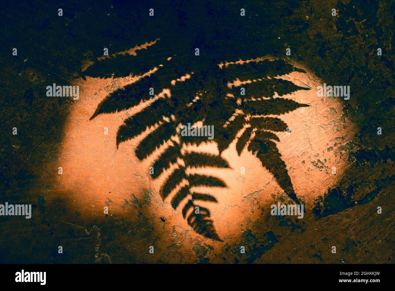 Fern leafs casts a shadow Stock Photo - Alamy