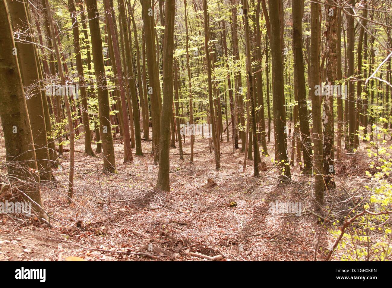 Trees in the german forest Spessart Stock Photo - Alamy