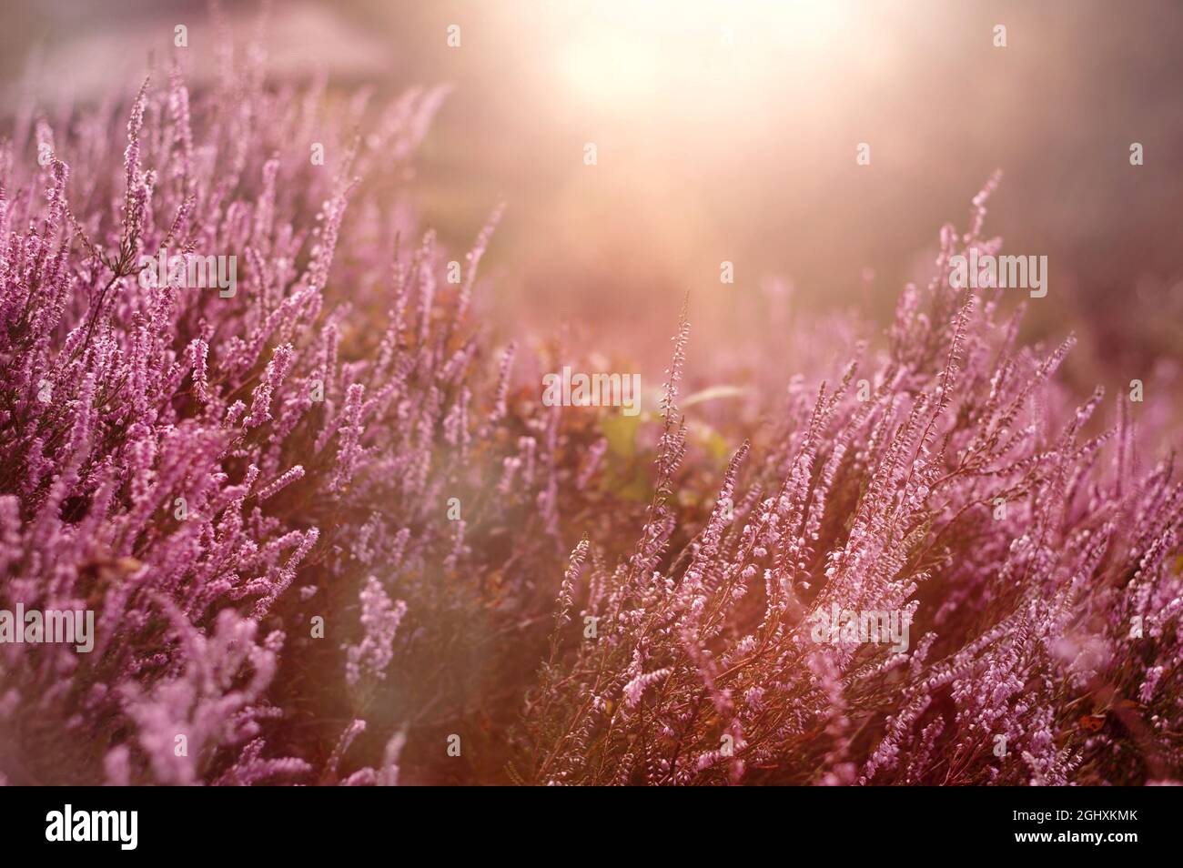 Heather autumn hi-res stock photography and images - Alamy