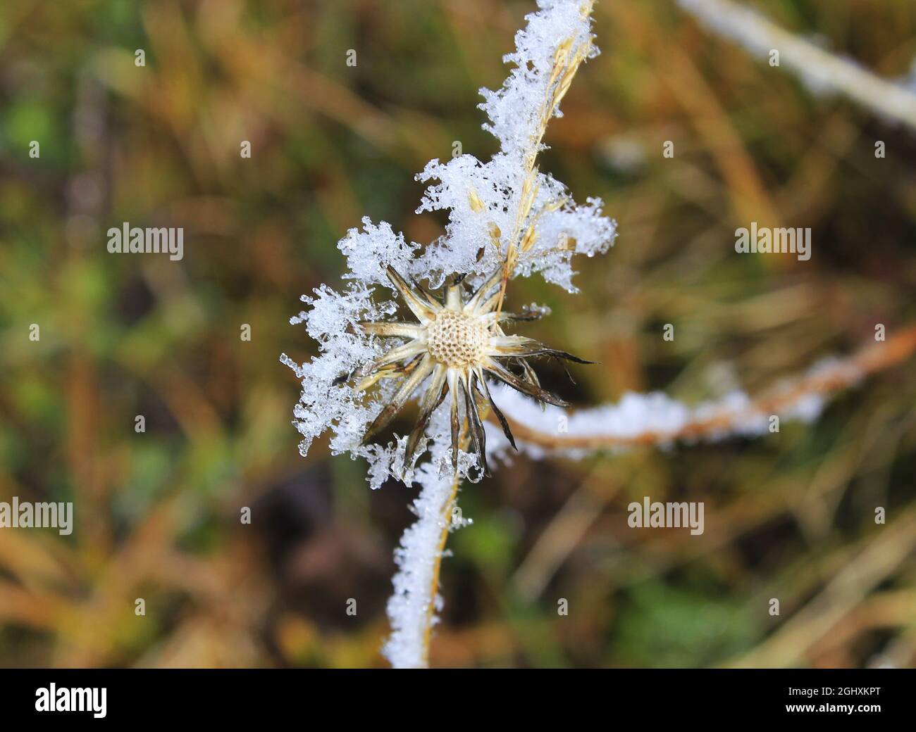Selective focus shot of a dried and faded flower with snowflakes under ...