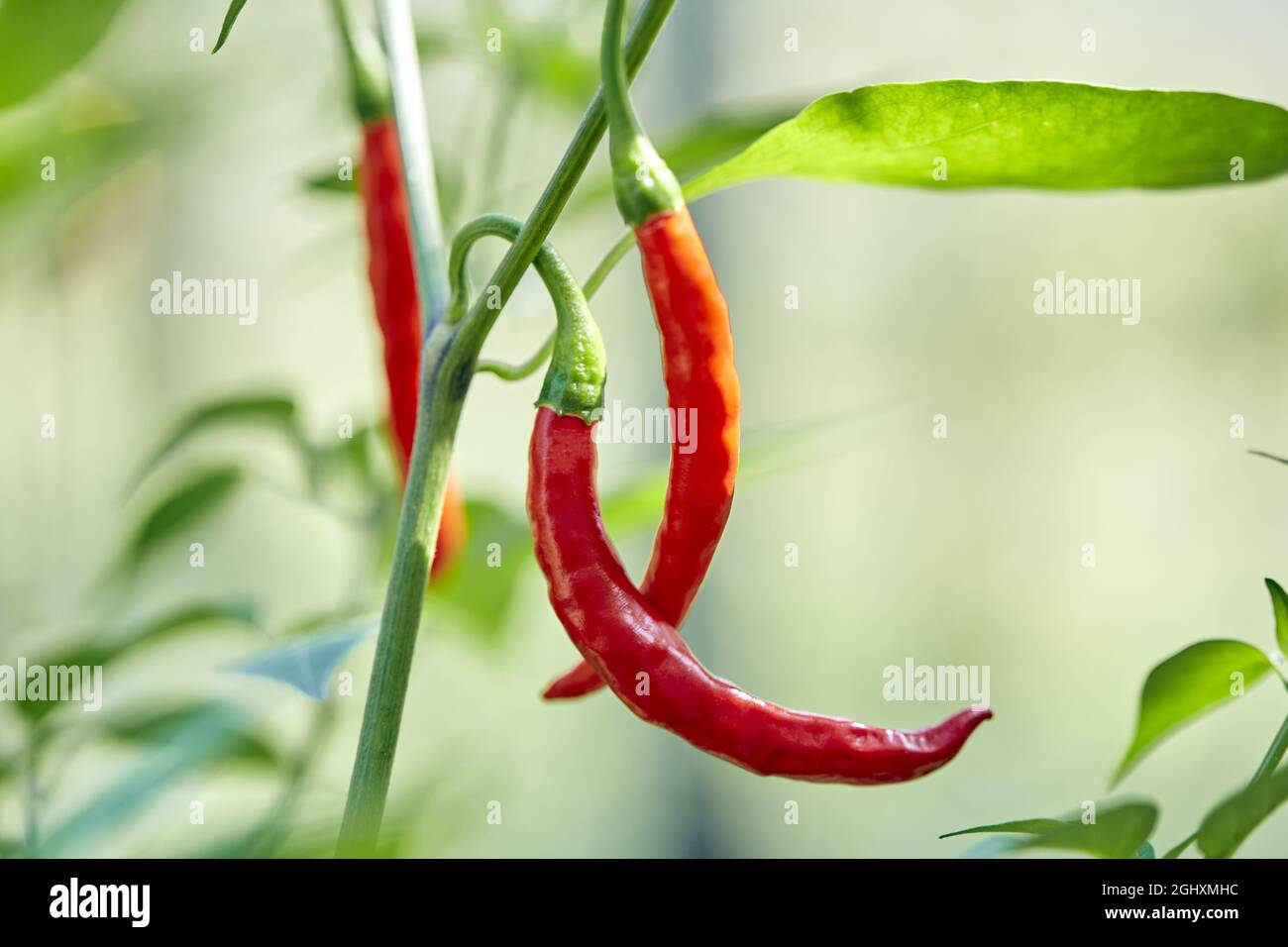 Three pods of red hot chili pepper grow on a pod against the background ...