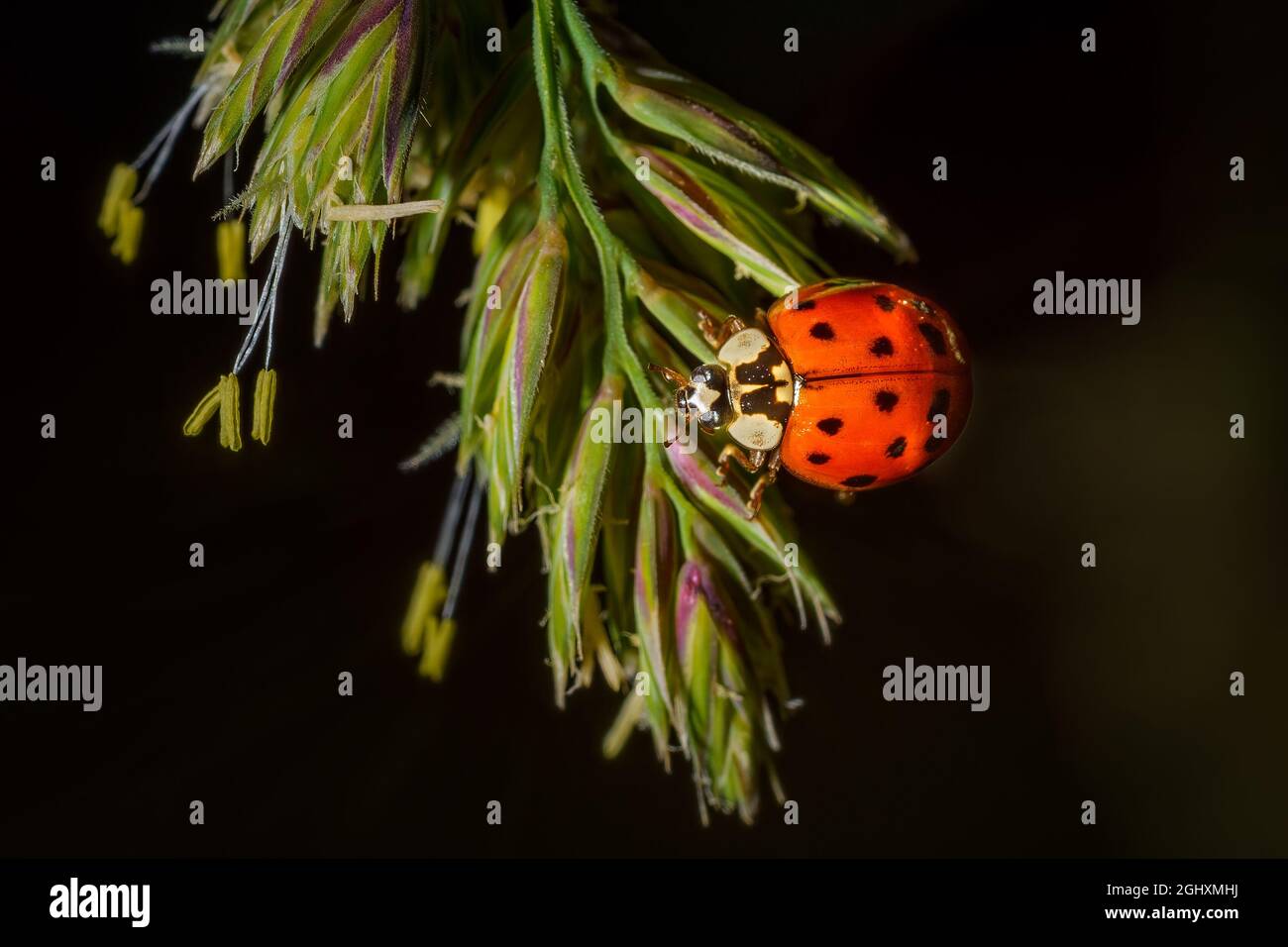 Insect plan view hi-res stock photography and images - Alamy
