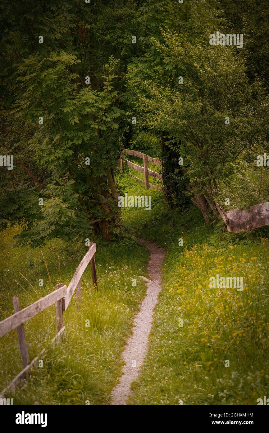 Narrow trail through the fenced areas covered with growing vegetation ...