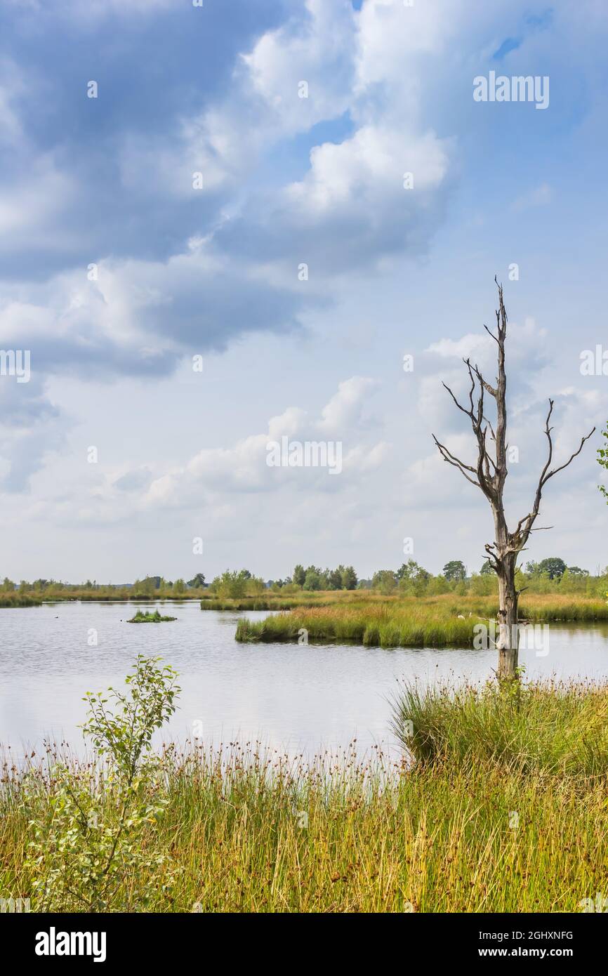 Dead tree in the wetlands of National Park Dwingelderveld, Netherlands ...