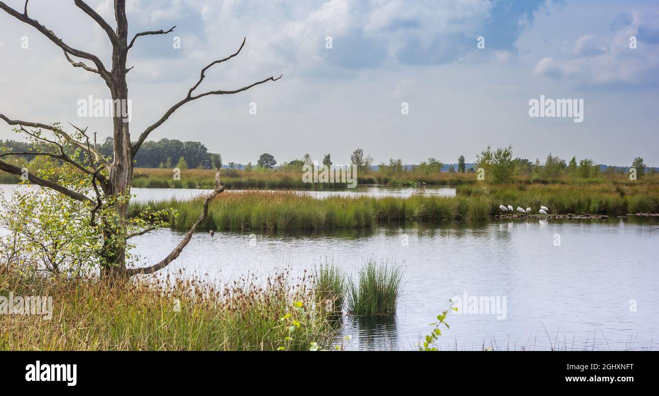 Panorama of a dead tree in the moors of National Park Dwingelderveld ...