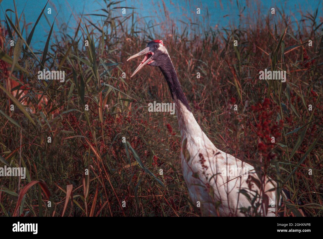The red-crowned crane, also called the Manchurian crane or Japanese ...