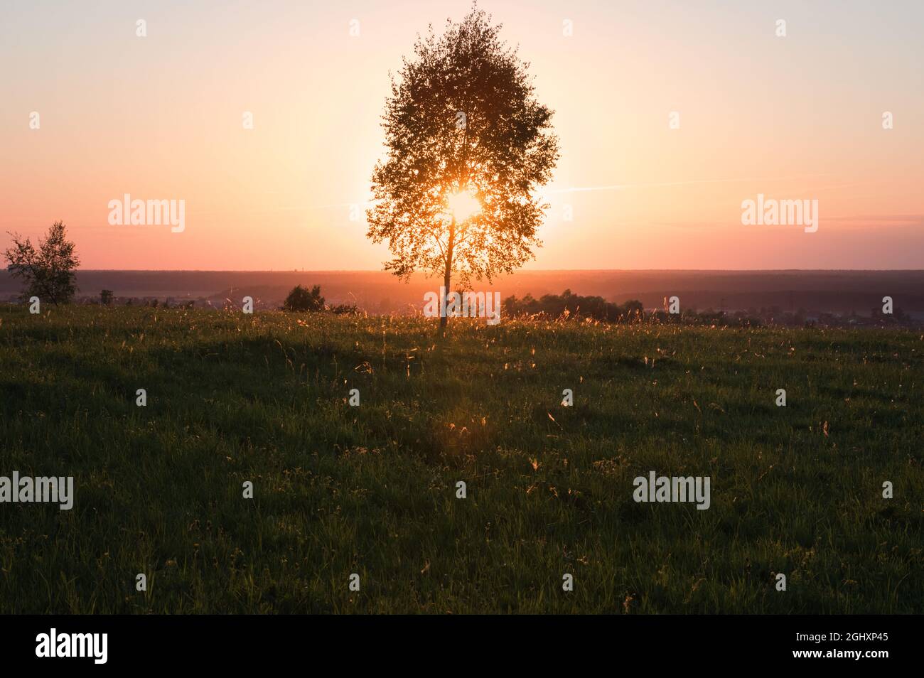 Setting sun through tree hi-res stock photography and images - Alamy