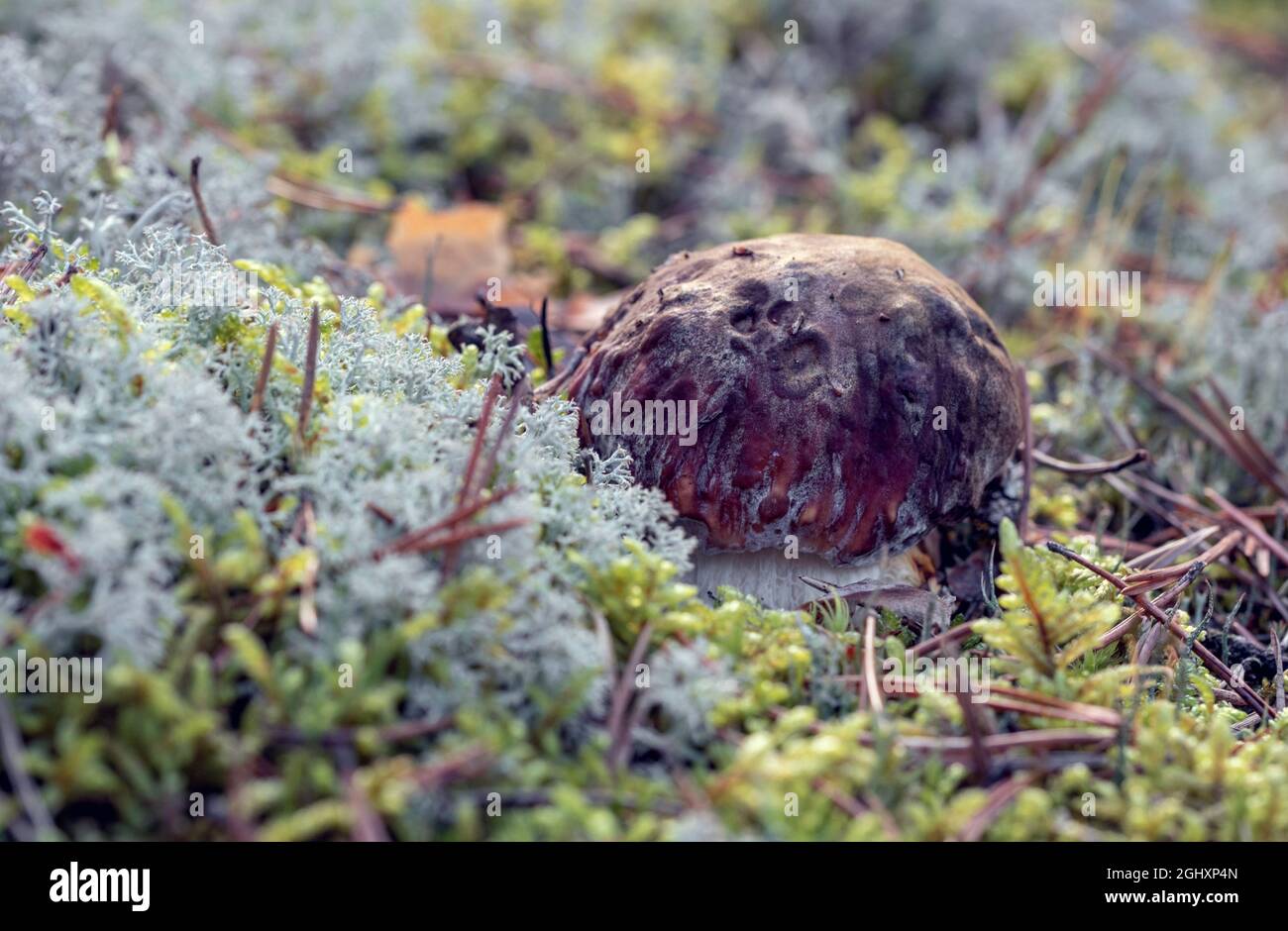 Single mushroom Boletus pinophilus, commonly known as the pine bolete ...