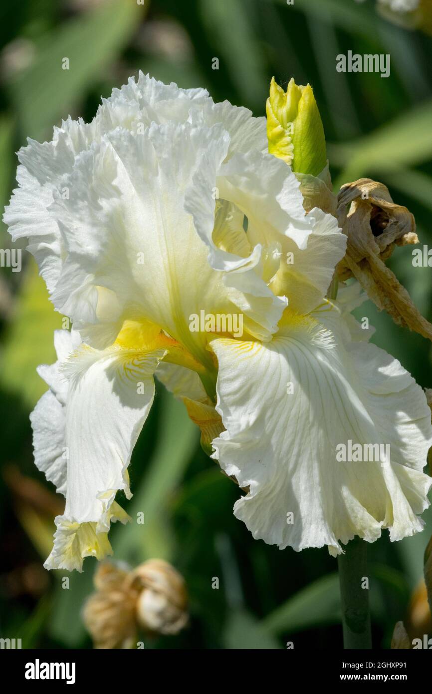 Tall Bearded Iris 'Lemon Fire' Stock Photo - Alamy