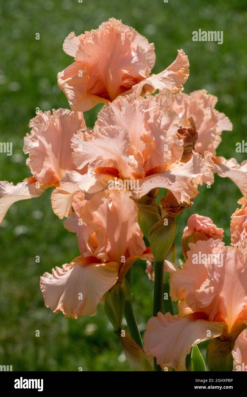 Tall Bearded Iris 'Epiphany' flower portrait Stock Photo - Alamy