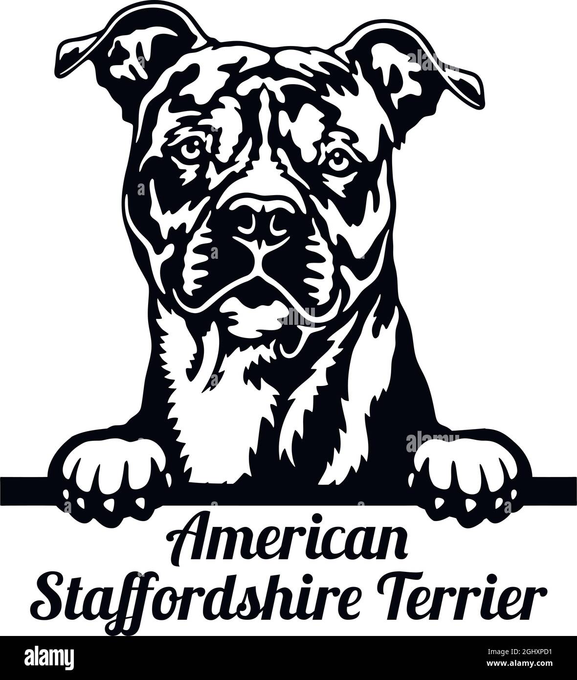 American Staffordshire Terrier Peeking Dog - head isolated on white ...