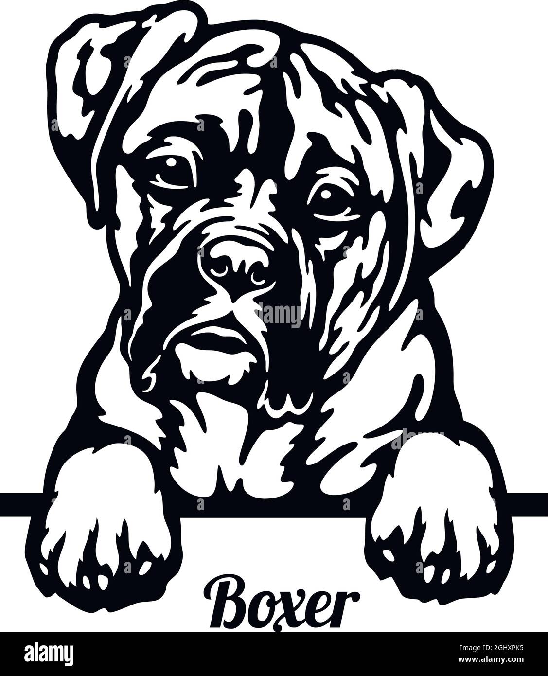 Boxer Dog Face White