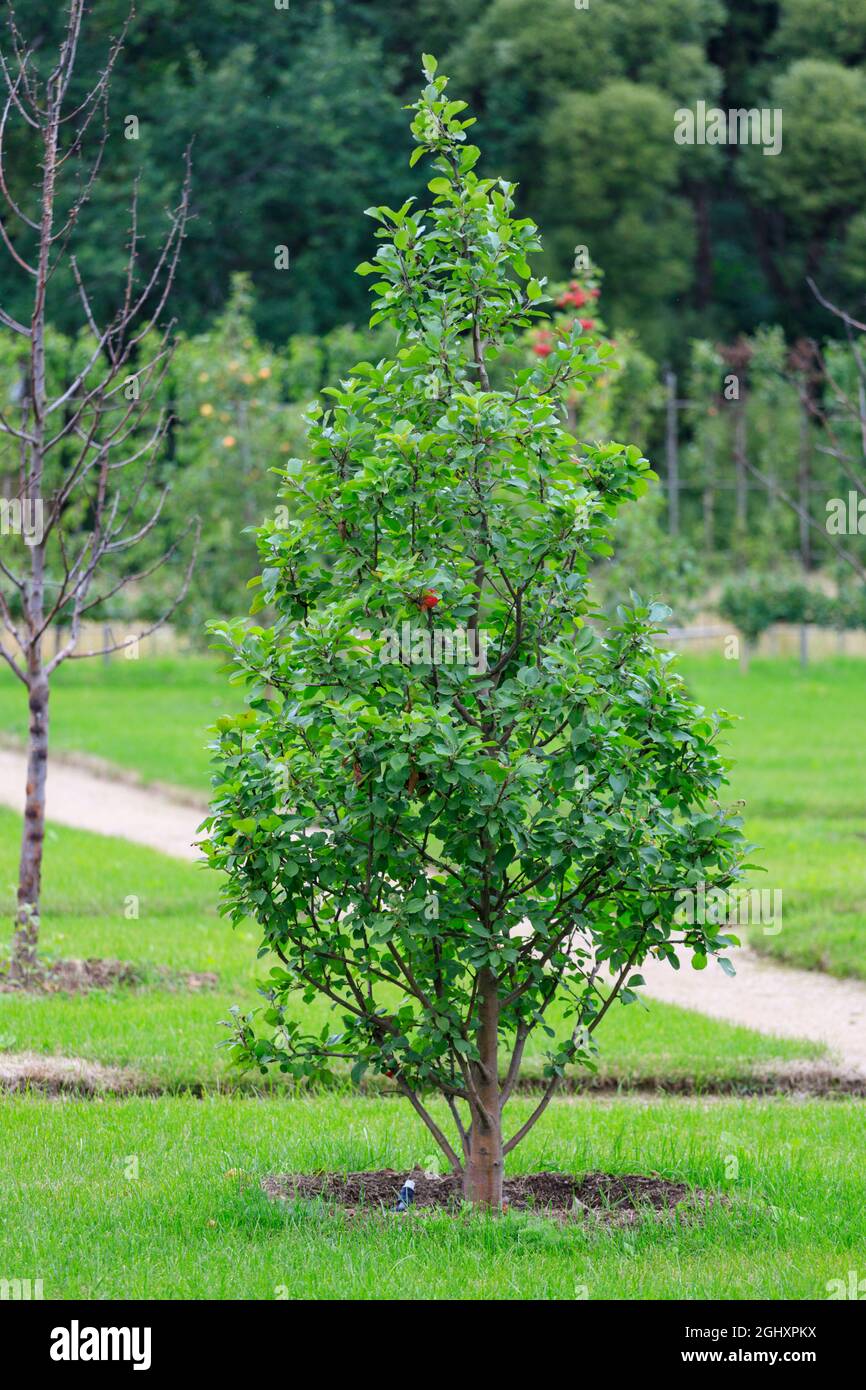 beautiful apple tree in the garden. High quality photo Stock Photo - Alamy