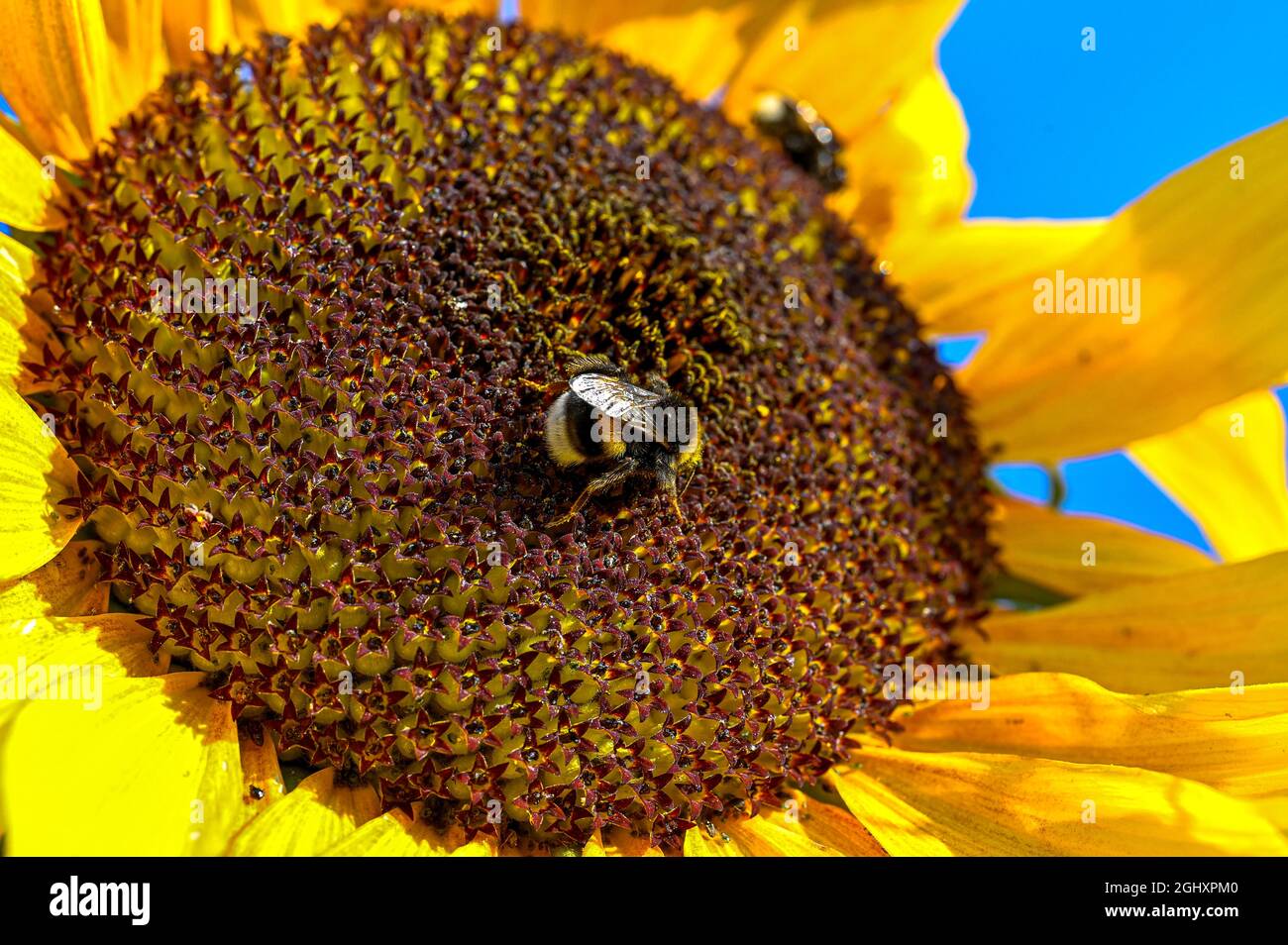 bright yellow sunflower and bumblebee collect pollen Stock Photo - Alamy